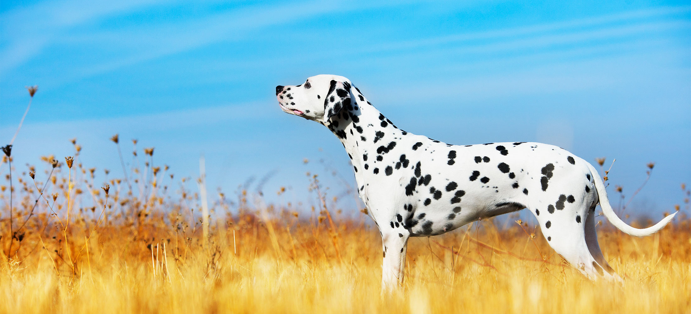 Microchipping Your Dog/Cat at Hudson Animal Hospital